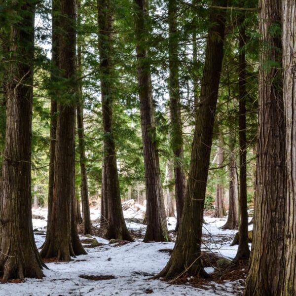 White cedar | Benefits of white cedar | locally sourced white cedar
